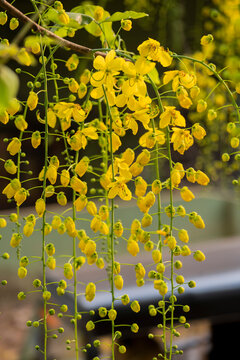 Konnapoo Images – Browse 62 Stock Photos, Vectors, and Video | Adobe Stock