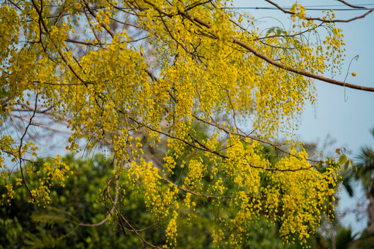 Konnapoo Images – Browse 62 Stock Photos, Vectors, and Video | Adobe Stock