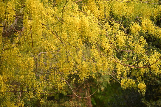 รูปภาพKonnapoo – เลือกดูภาพถ่ายสต็อก เวกเตอร์ และวิดีโอ71 | Adobe Stock