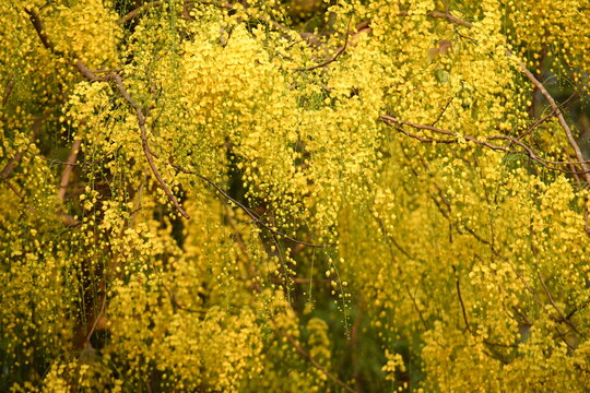 รูปภาพKonnapoo – เลือกดูภาพถ่ายสต็อก เวกเตอร์ และวิดีโอ71 | Adobe Stock