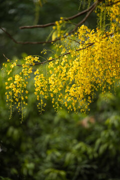 Konnapoo 이미지 – 찾아보기 62 스톡 사진, 벡터 및 비디오 | Adobe Stock