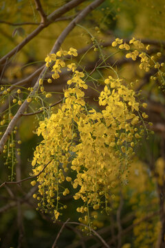 Konnapoo Images – Browse 62 Stock Photos, Vectors, and Video | Adobe Stock