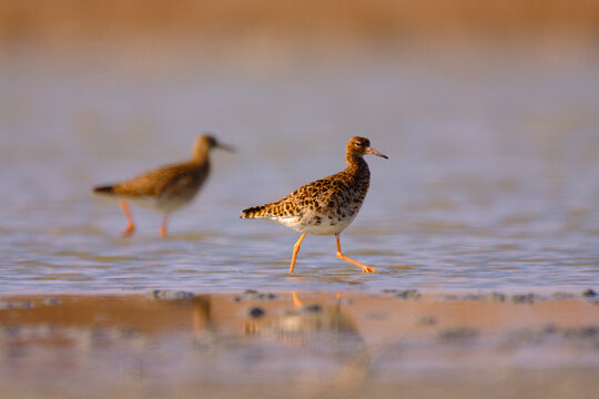 Brushane bilder – Bläddra bland 5,470 stockfoton, vektorer och videor ...