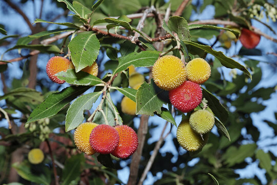 "Irish Strawberry Tree" Images – Browse 190 Stock Photos, Vectors, and ...