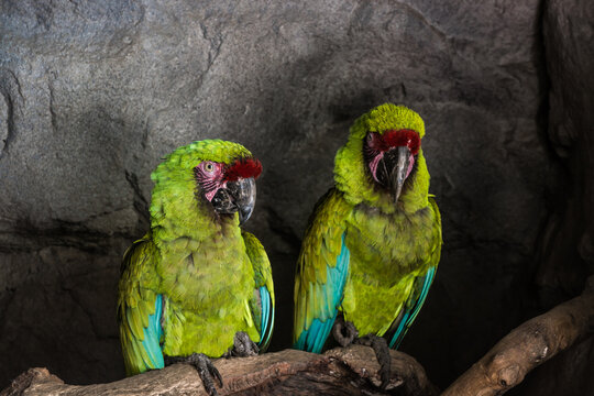 "Green Parrots" Images – Browse 813 Stock Photos, Vectors, and Video ...