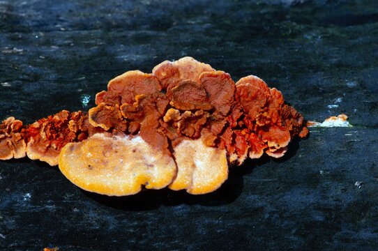 รูปภาพPolyporales – เลือกดูภาพถ่ายสต็อก เวกเตอร์ และวิดีโอ775 | Adobe Stock