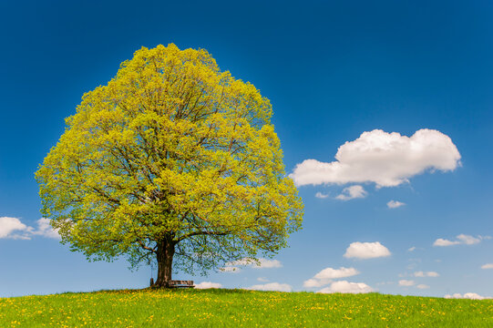 Lime-Tree bilder – Bläddra bland 68,623 stockfoton, vektorer och videor ...