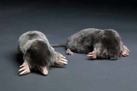 Imágenes de Talpa: descubre bancos de fotos, ilustraciones, vectores y ...