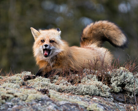 Tonge bilder – Bläddra bland 350 stockfoton, vektorer och videor ...