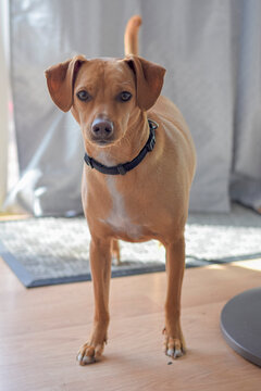 Red Miniature Pinscher Mix