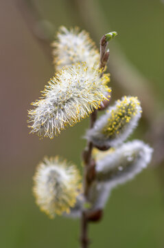 Bazie Bilder – Durchsuchen 1,267 Archivfotos, Vektorgrafiken und Videos ...