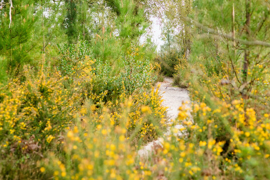 "Wild Broom" Images – Browse 103 Stock Photos, Vectors, and Video ...