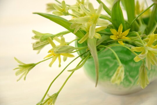 รูปภาพLutea – เลือกดูภาพถ่ายสต็อก เวกเตอร์ และวิดีโอ5,006 | Adobe Stock