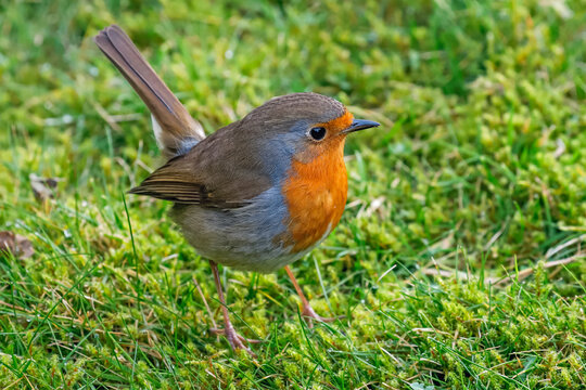 Chiltern bilder – Bläddra bland 2,013 stockfoton, vektorer och videor ...