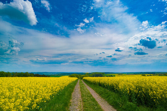 Rapsfelder-Bilder: Stock-Fotos & -Videos. | Adobe Stock