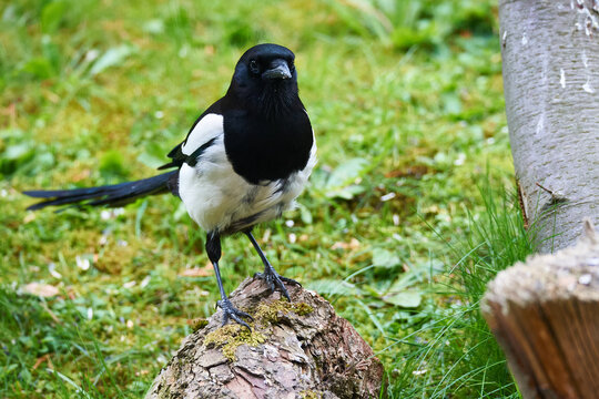 Elster Bilder – Durchsuchen 35,648 Archivfotos, Vektorgrafiken und ...