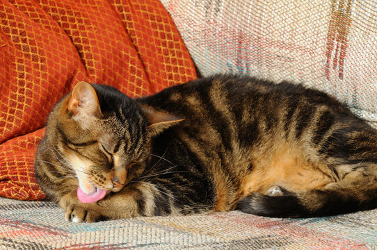 Penibel Bilder – Durchsuchen 1,073 Archivfotos, Vektorgrafiken und ...