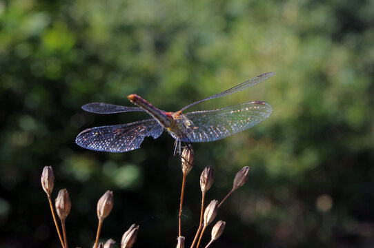 Ailes 이미지 – 찾아보기 52,345 스톡 사진, 벡터 및 비디오 | Adobe Stock