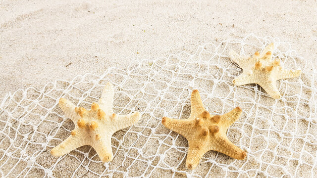 "Starfish On Beach" Images – Browse 315 Stock Photos, Vectors, and ...