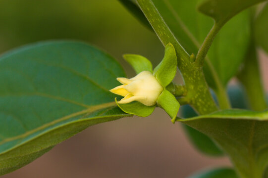 Persimmon Flower Images – Browse 5,013 Stock Photos, Vectors, and Video ...