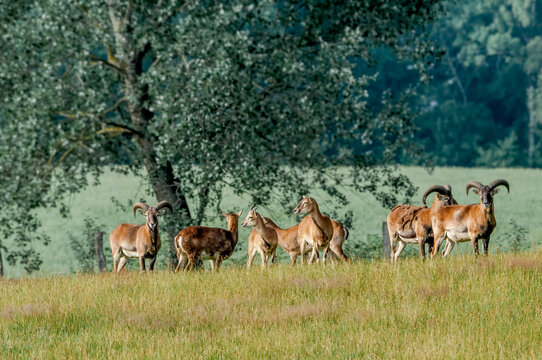 Artiodactyles Bilder – Durchsuchen 31,258 Archivfotos, Vektorgrafiken ...