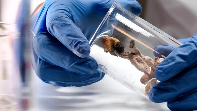 Psilocybin Images – Browse 13,219 Stock Photos, Vectors, and Video ...