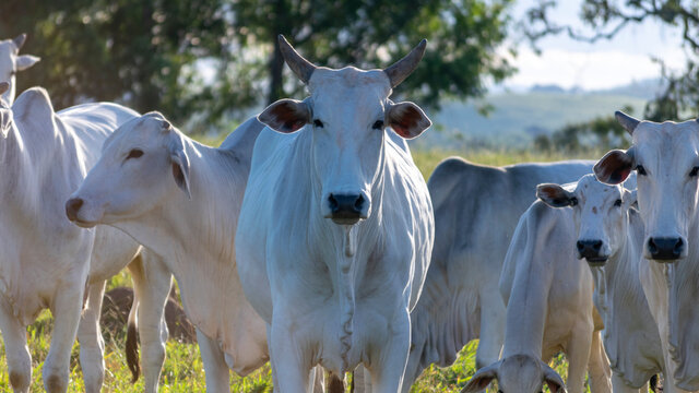 "Beef Cattle" Bilder – Durchsuchen 23,007 Archivfotos, Vektorgrafiken ...