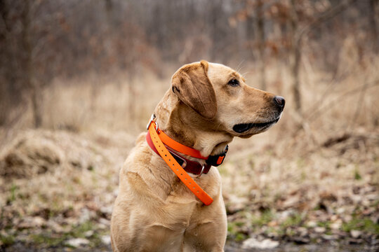 Red Labrador Images – Browse 74,541 Stock Photos, Vectors, and Video ...