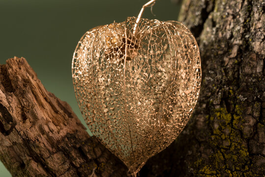 Judenkirsche Bilder – Durchsuchen 41,631 Archivfotos, Vektorgrafiken ...