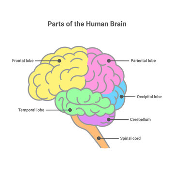 The Human Brain Diagram Blank