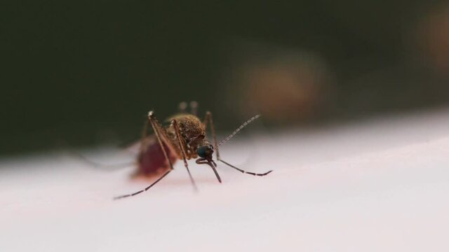 Anopheles Images – Browse 3,261 Stock Photos, Vectors, and Video ...