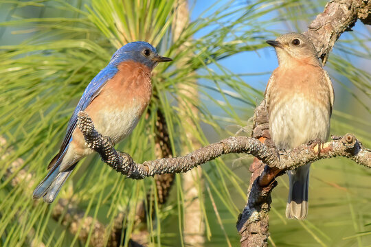 Wild-Birds Images – Browse 176 Stock Photos, Vectors, and Video | Adobe ...