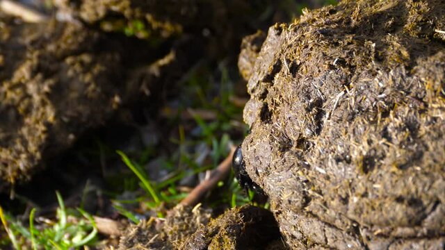「Coprophagy」の画像 - 228 件の Stock 写真、ベクターおよびビデオ | Adobe Stock