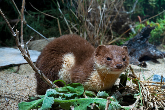 Muishond bilder – Bläddra bland 13 stockfoton, vektorer och videor ...