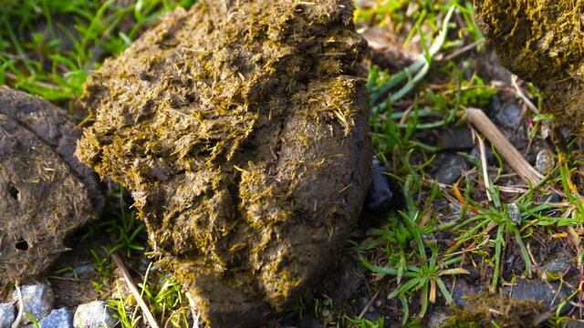 Obrázky Coprophagy – procházejte fotografie, vektory a videa 228 ...