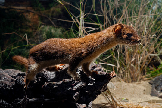 Muishond bilder – Bläddra bland 13 stockfoton, vektorer och videor ...