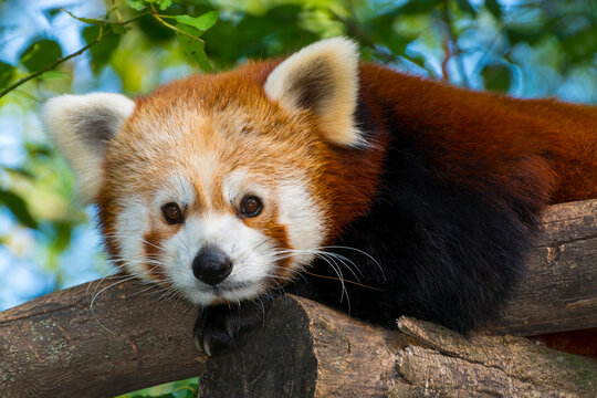 รูปภาพCat-Bear – เลือกดูภาพถ่ายสต็อก เวกเตอร์ และวิดีโอ787 | Adobe Stock