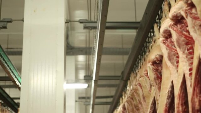 Swine Fridge Images – Browse 600 Stock Photos, Vectors, and Video ...