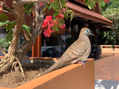 Kurokutok Bilder – Durchsuchen 1,578 Archivfotos, Vektorgrafiken und ...