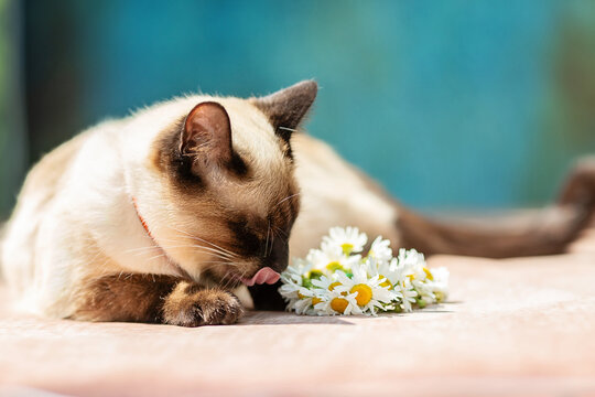 4,299 MEILLEURES Sous-Fifre IMAGES, PHOTOS ET ILLUSTRATIONS ...