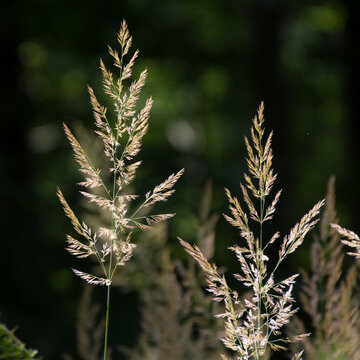 รูปภาพOsty – เลือกดูภาพถ่ายสต็อก เวกเตอร์ และวิดีโอ144 | Adobe Stock