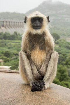 Langoor Bilder – Durchsuchen 279 Archivfotos, Vektorgrafiken und Videos ...