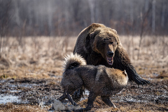 Bear Attacking