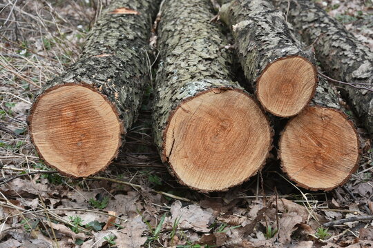 Olcha Images – Browse 202 Stock Photos, Vectors, and Video | Adobe Stock