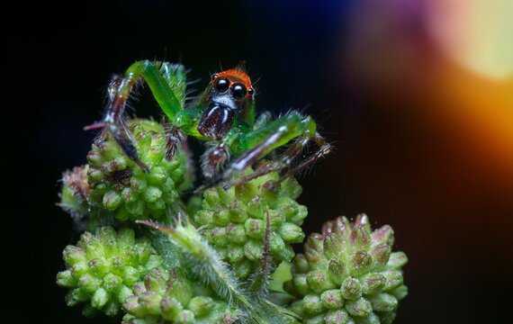 Epeus Bilder – Durchsuchen 35 Archivfotos, Vektorgrafiken und Videos ...