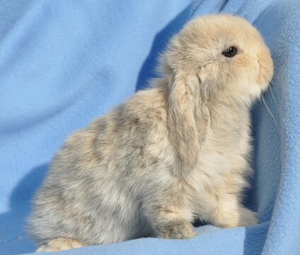 Zwerghase Bilder – Durchsuchen 1,318 Archivfotos, Vektorgrafiken und ...