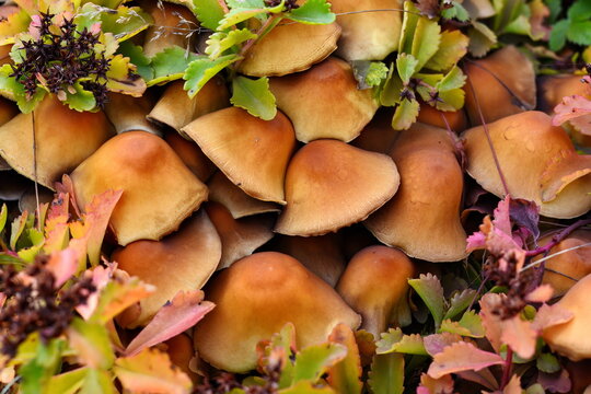 "Winter Mushrooms" Images – Browse 418 Stock Photos, Vectors, and Video ...