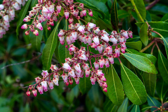 "Pink Delight" 影像 – 瀏覽 62 個素材庫相片、向量圖和影片 | Adobe Stock