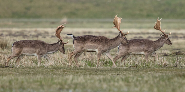 รูปภาพDamhirsche – เลือกดูภาพถ่ายสต็อก เวกเตอร์ และวิดีโอ411 | Adobe Stock