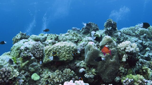 Reefscape Bilder – Durchsuchen 1,928 Archivfotos, Vektorgrafiken und ...